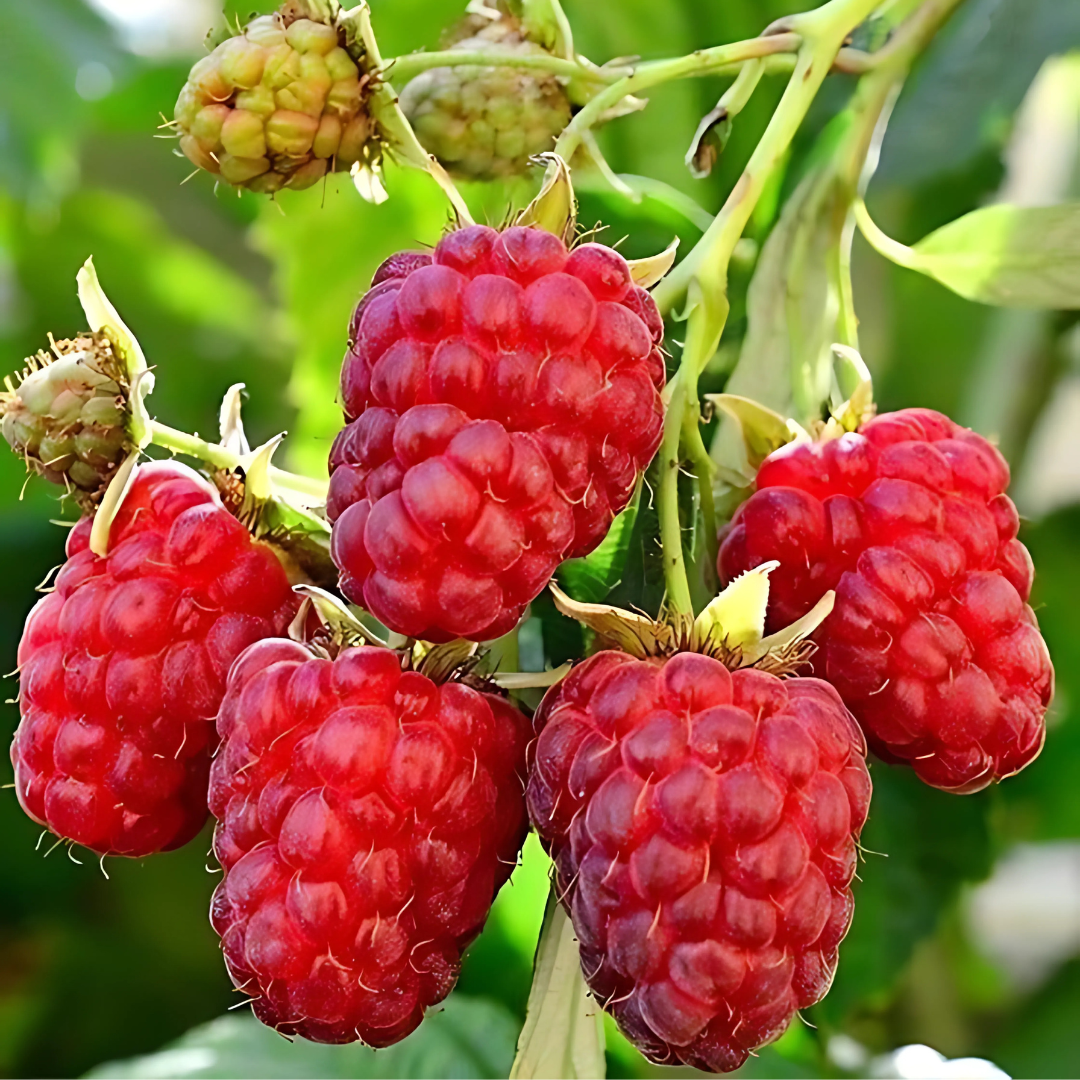 Fruktträd – Tre Träd