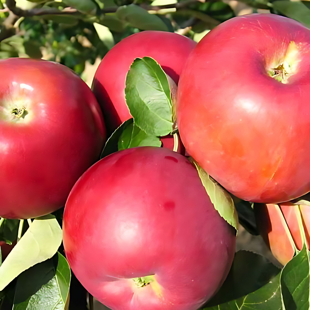 Plantera och sköta äppelträd - En komplett guide – Tre Träd AB